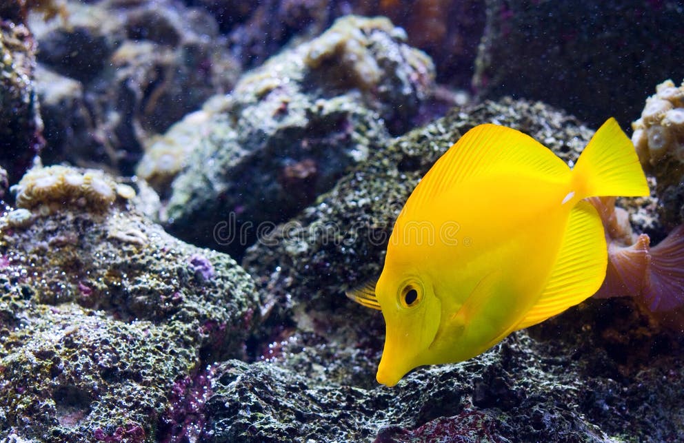 Yellow Tang fish stock photo. Image of fins, rare, living - 27359550
