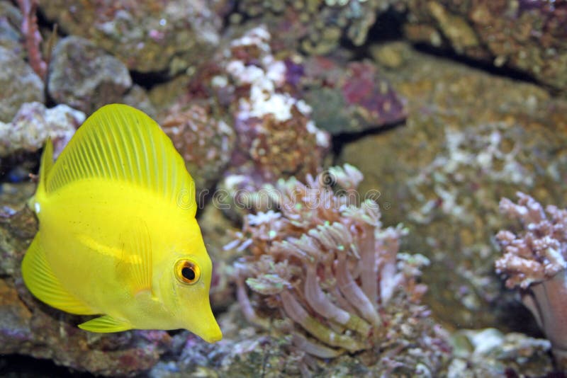Yellow tang fish 5 stock photo. Image of exotic, flavescens - 18424370