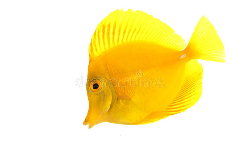 Yellow Tang fish stock image. Image of staring, coral - 7906577
