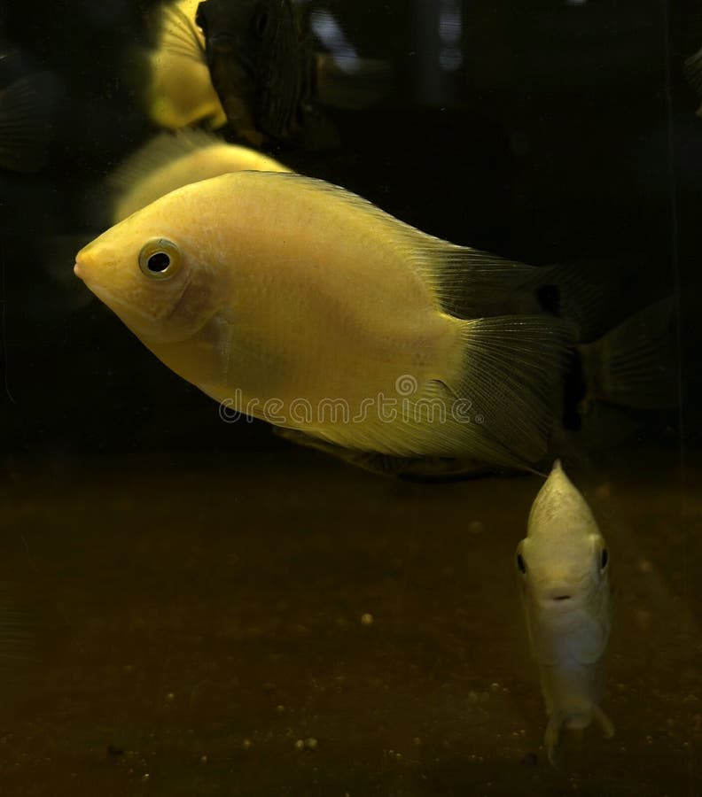 Yellow Tang Fish in Aquarium Stock Photo - Image of marine, beautiful ...
