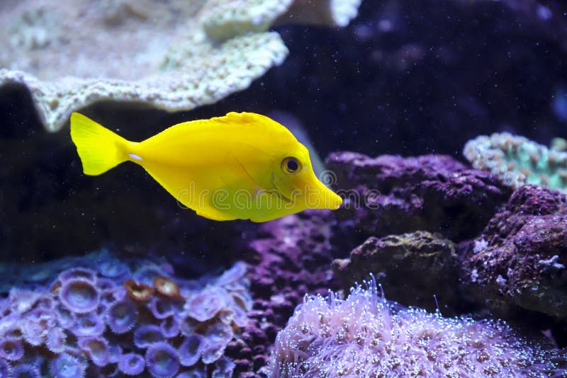 Yellow Tang Fish on a Coral Reef. Stock Image - Image of life, fish ...