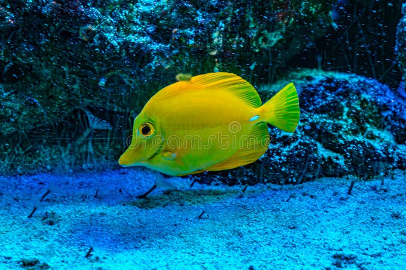 Yellow Tang Fish in Deep Blue Water Stock Photo - Image of beautiful ...