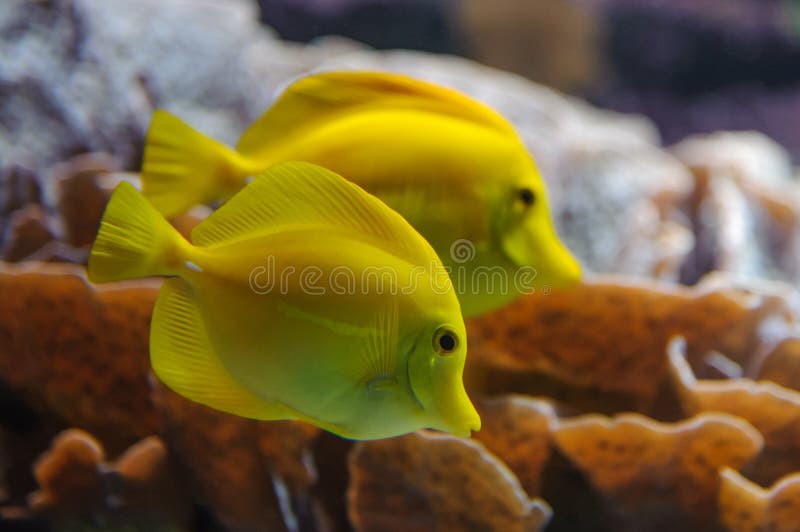 Blue and Yellow Tang Fish Eating Lettuce Stock Image - Image of ocean ...