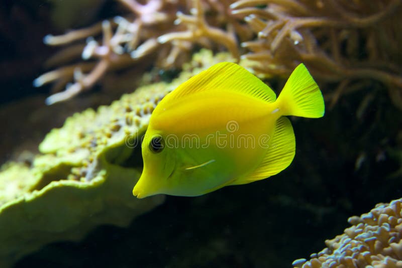 Yellow Tang Swimming Down through Coral Reef Stock Image - Image of ...