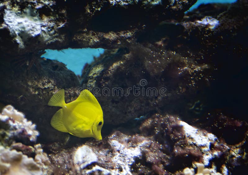 Yellow Tang Tropical Fish stock image. Image of swimming - 53150849