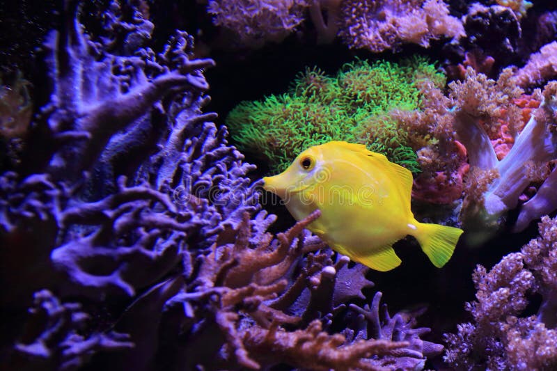 Yellow tang stock image. Image of fish, tang, life, zebrasoma - 363223611