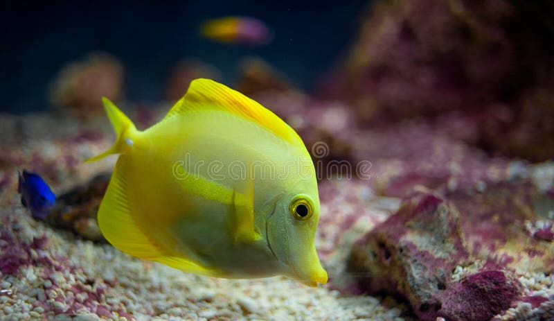 A Yellow Tang stock photo. Image of scuba, nature, creature - 45048254