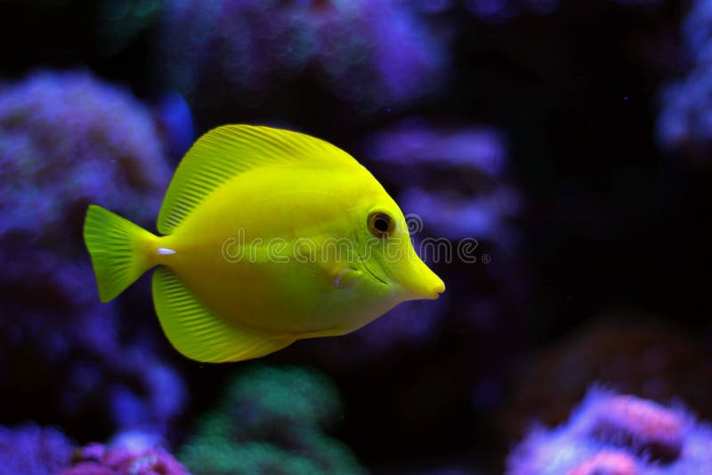 Yellow tang stock photo. Image of marine, underocean - 83256422