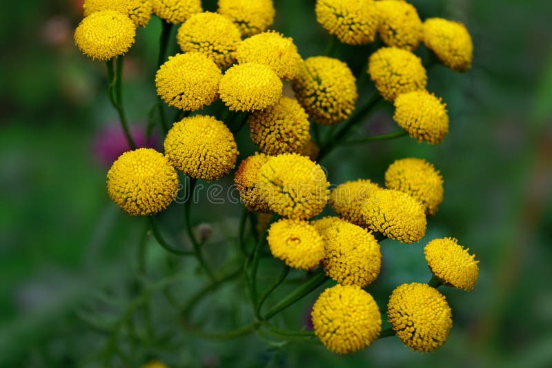 Yellow Tansy Flowers Tanacetum Vulgare, Common Tansy, in the Green ...
