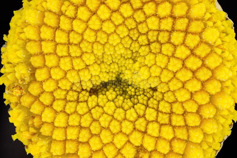 Yellow Tansy - Tanacetum Vulgare - Flower Under Microscope, Image Width ...