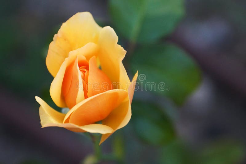 Yellow Tea Rose Bud on Nature Background, Copy Space Stock Image ...