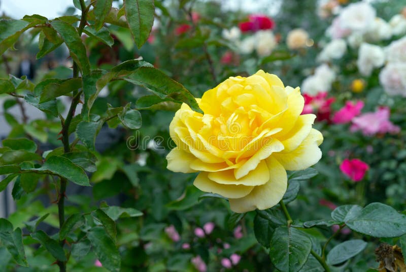 Yellow Tea Rose (Rosa Hybrida) in Bloom and Close Up. Stock Image ...