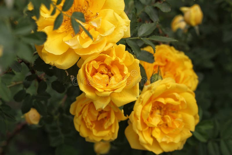 Yellow Tea Roses on a Bush in Summer Stock Image - Image of summer ...