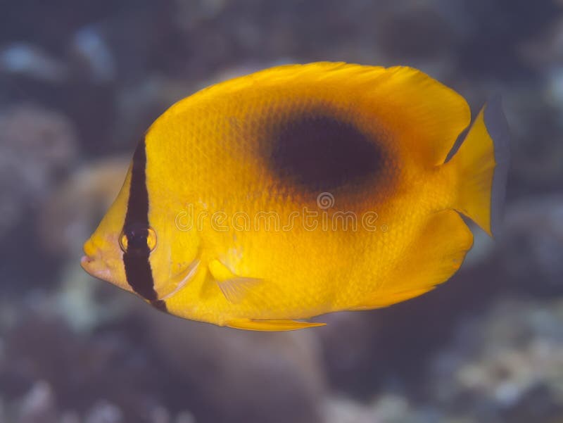 Yellow Teardrop Butterflyfish Stock Photo - Image of yellow, nature ...