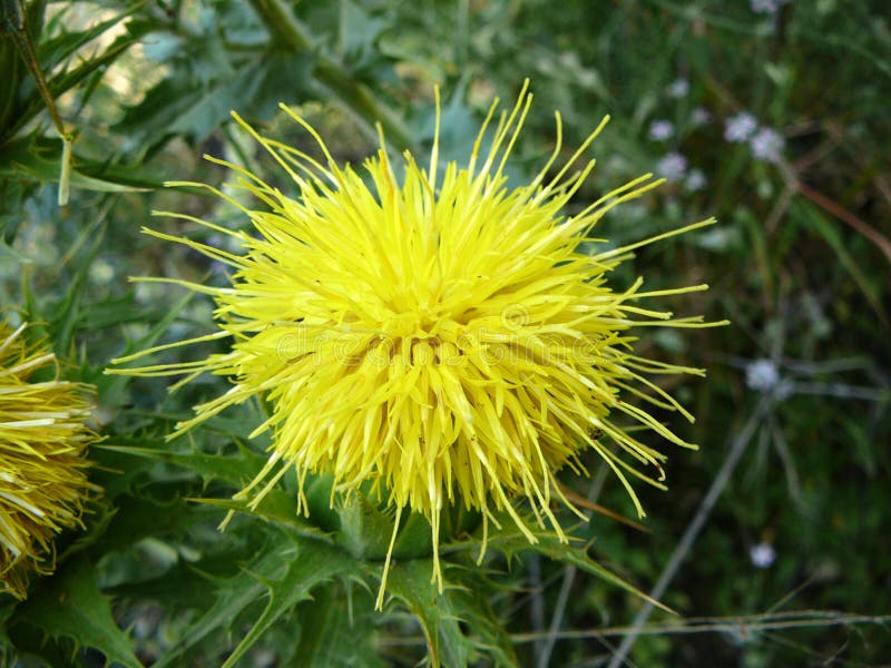 Yellow Teasel in Full Bloom Stock Image - Image of outdoors, living ...