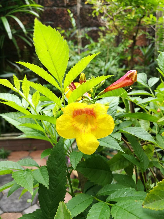 Yellow tecoma stans stock photo. Image of blooming, tecoma - 124336726