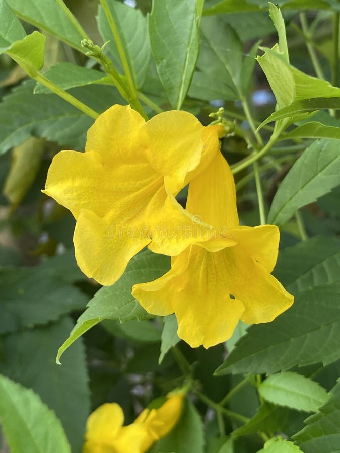 Yellow Tecoma Stans Flower in the Garden Stock Photo - Image of ...