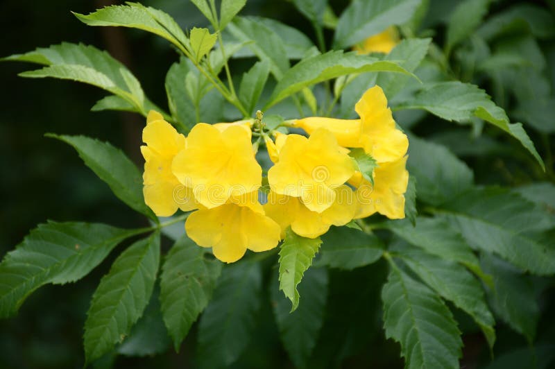 Yellow Tecoma stans flower stock photo. Image of yellow - 97127638