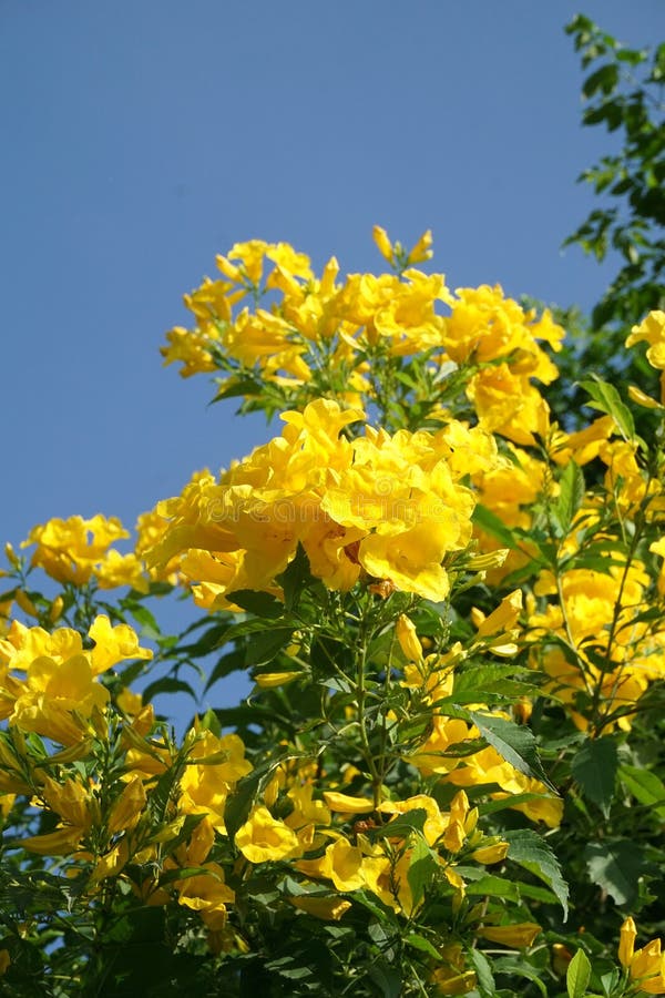 Yellow Tecoma Stans Flower in Nature Garden Stock Photo - Image of vine ...