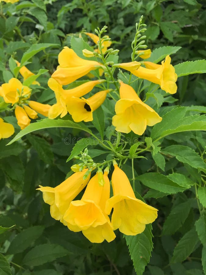 Yellow tecoma stans flower stock image. Image of beautiful - 103449775