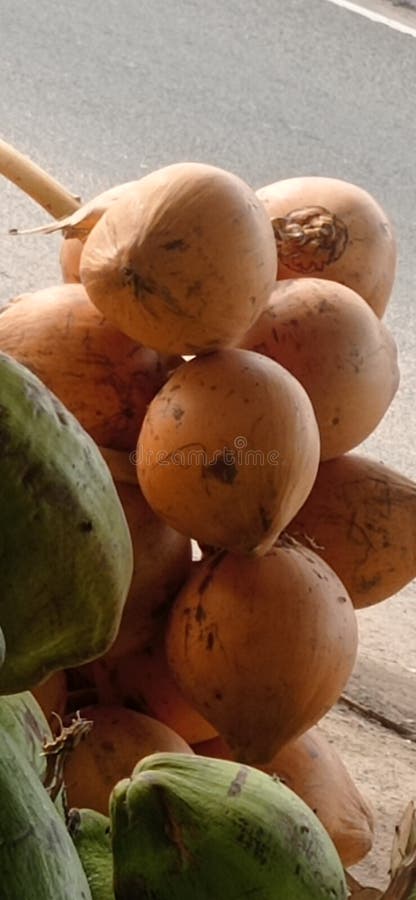 Yellow Tender Coconut for Sales on the Shop Stock Image - Image of ...