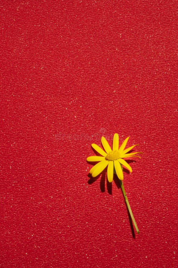 Yellow Tender Fresh Spring Flower on Red Table. Art Card Stock Image ...