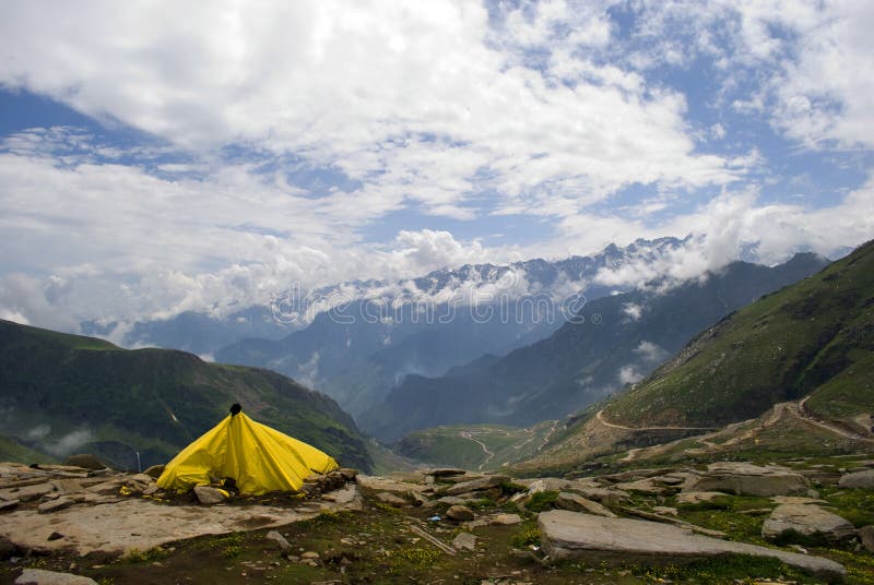 Yellow Tang stock photo. Image of pacific, horizontal, feeding - 6274