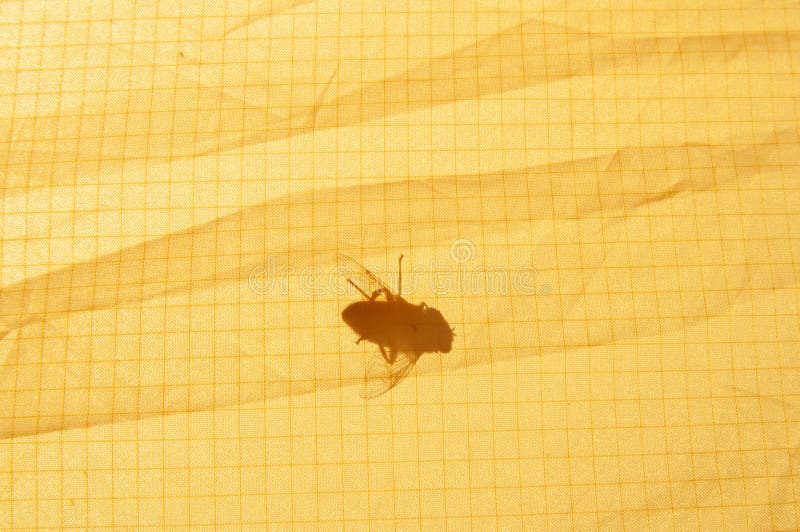 Shadow of a Fly on a Yellow Tent Stock Photo - Image of holiday ...