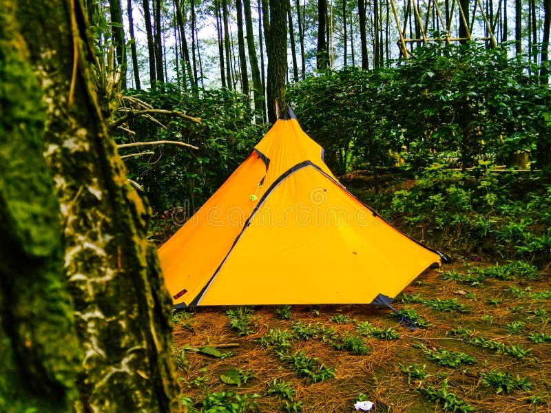 Yellow Tent among the Pines Stock Image - Image of journey, daylight ...