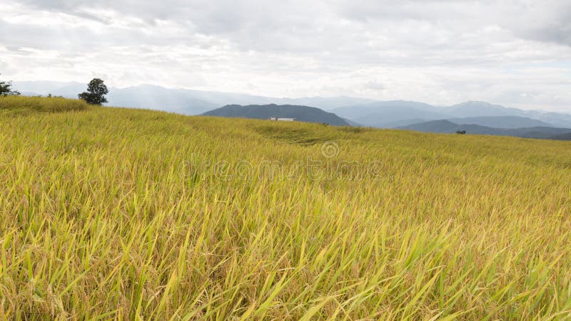 Yellow Terraced Rice Paddy Field Stock Photo - Image of outdoor ...