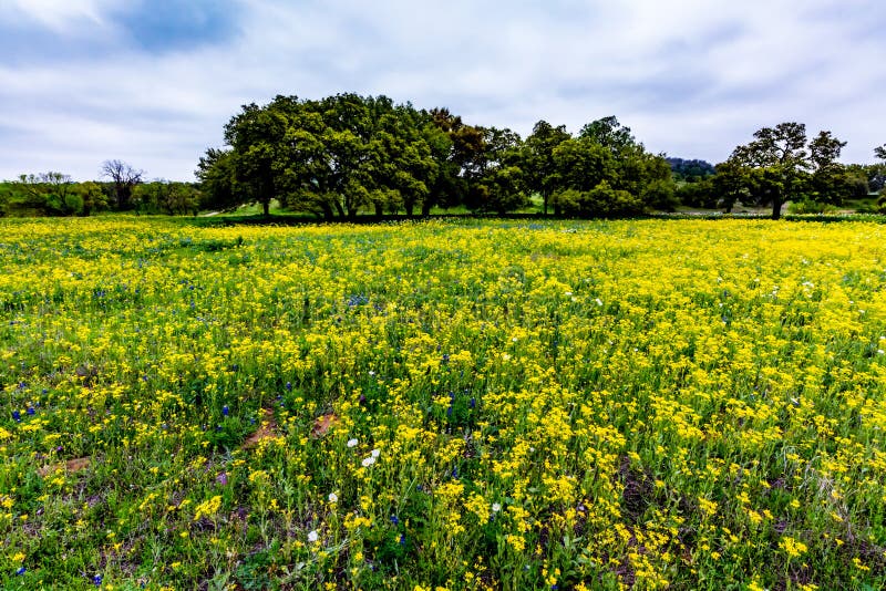 Yellow Texas Wildflowers with Bluebonnets. Stock Image - Image of ...