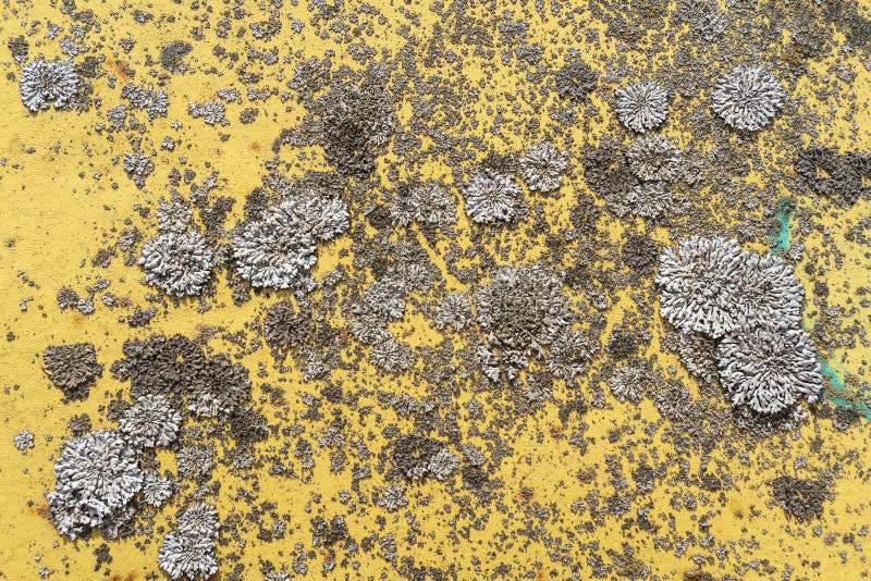 Yellow Texture of Rusty Metal with Moss and Mold Stock Image - Image of ...