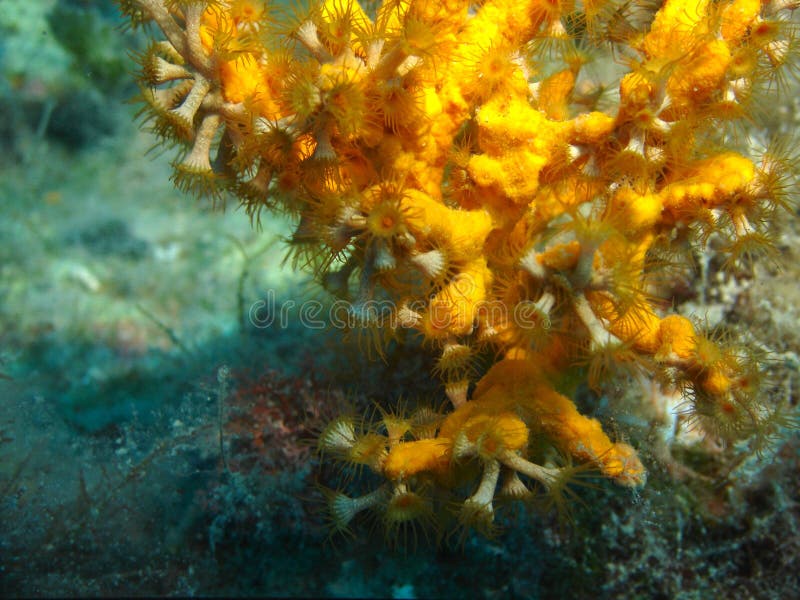 Yellow coral stock image. Image of croatia, diving, sealife - 18948075