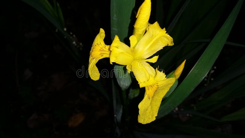 158 Droopy Yellow Stock Photos - Free & Royalty-Free Stock Photos from ...