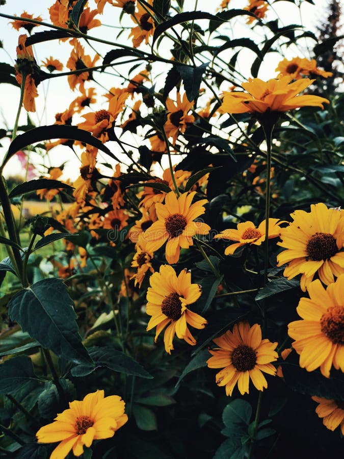 Yellow Things in Summer Time Stock Image - Image of lithuania, summer ...