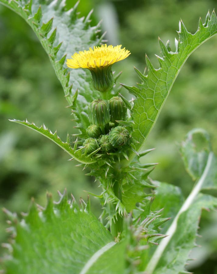Yellow Thistle Sonchus Asper Grows in Nature Stock Image - Image of ...