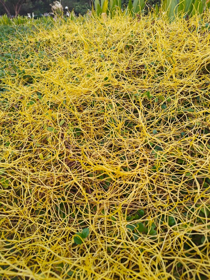 Yellow Thread Like Structure of Parasitic Plant from Genus Cuscuta ...