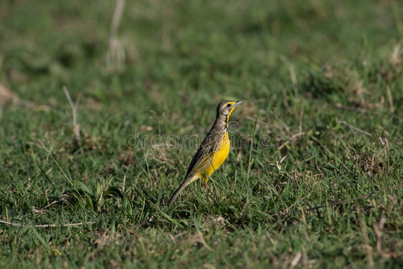 Yellow throated Longclaw stock image. Image of black - 54612965