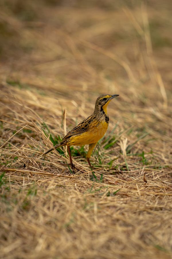 Yellow-throated Longclaw Stands on Grass Lifting Beak Stock Photo ...