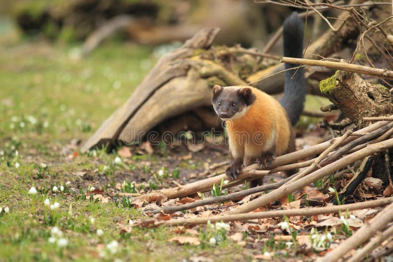 Yellow-throated marten stock photo. Image of gaze, flavigula - 23844190