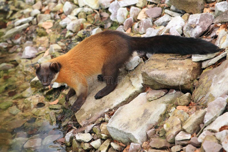 Yellow-throated marten stock photo. Image of gaze, flavigula - 23844190