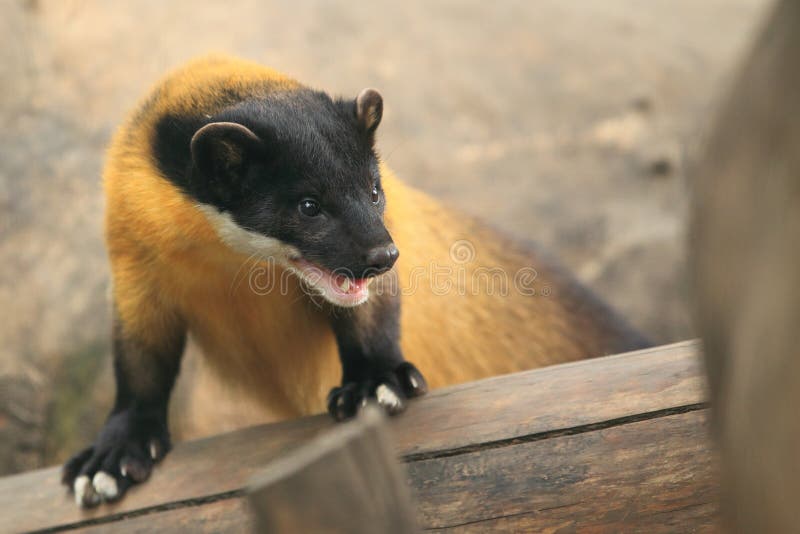 Yellow-throated marten stock image. Image of marten, throated - 25797555