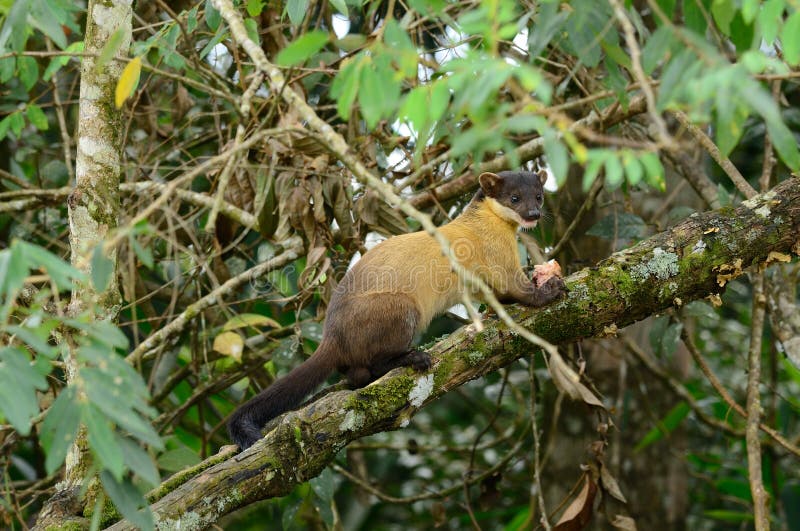 Yellow-throated Marten (Martes Flavigula) Stock Image - Image of ...