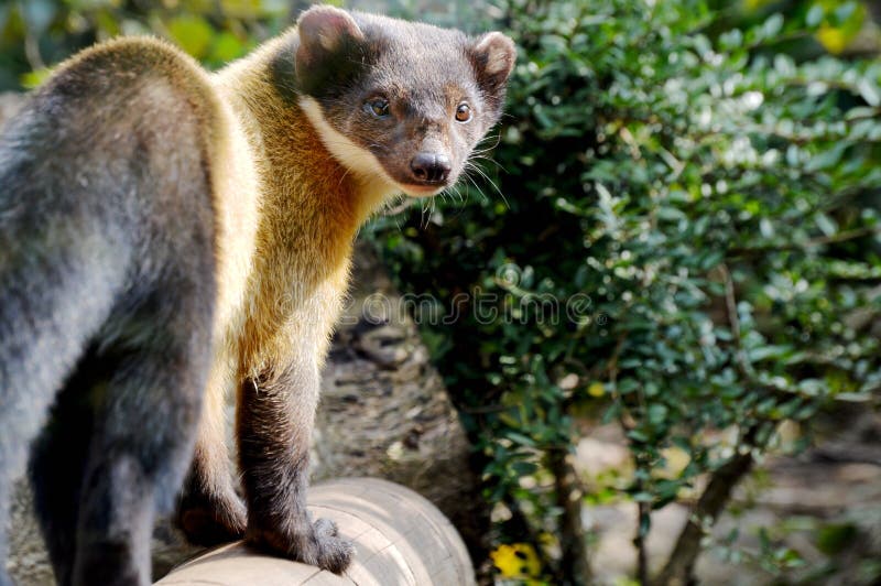 Yellow-throated Marten (Martes Flavigula) Stock Image - Image of look ...