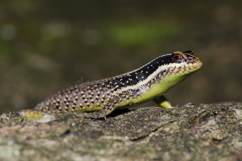 Yellow-throated Plated Lizard Stock Image - Image of south ...