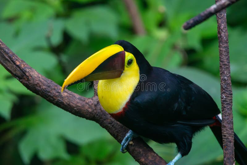 A Yellow-throated Toucan in Costa Rica Stock Photo - Image of rain ...