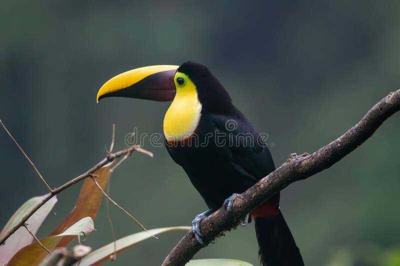 A Yellow-throated Toucan in Costa Rica Stock Image - Image of wild ...