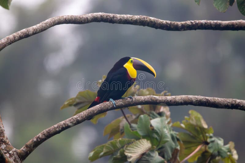 A Yellow-throated Toucan in Costa Rica Stock Image - Image of throated ...