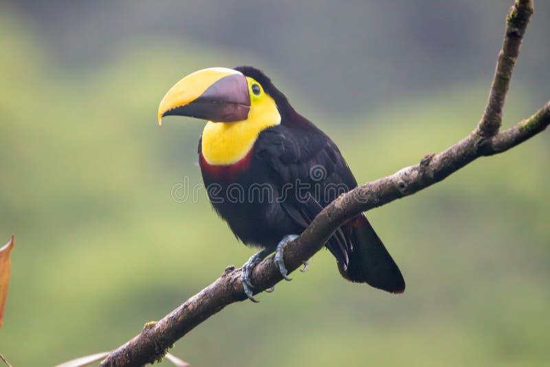 A Yellow-throated Toucan in Costa Rica Stock Image - Image of wildlife ...