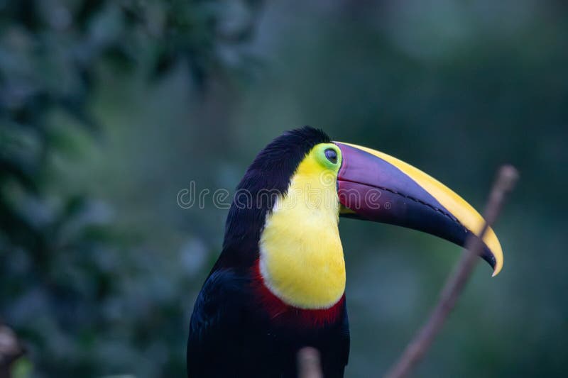 A Yellow-throated Toucan in Costa Rica Stock Photo - Image of rain ...